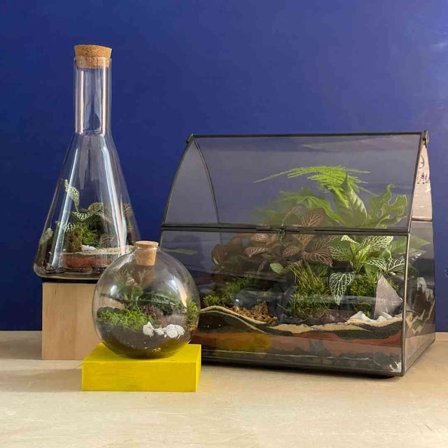 Terrart NYC | Glass Terrariums & Kits for Plant Lovers | Tend Greenpoint