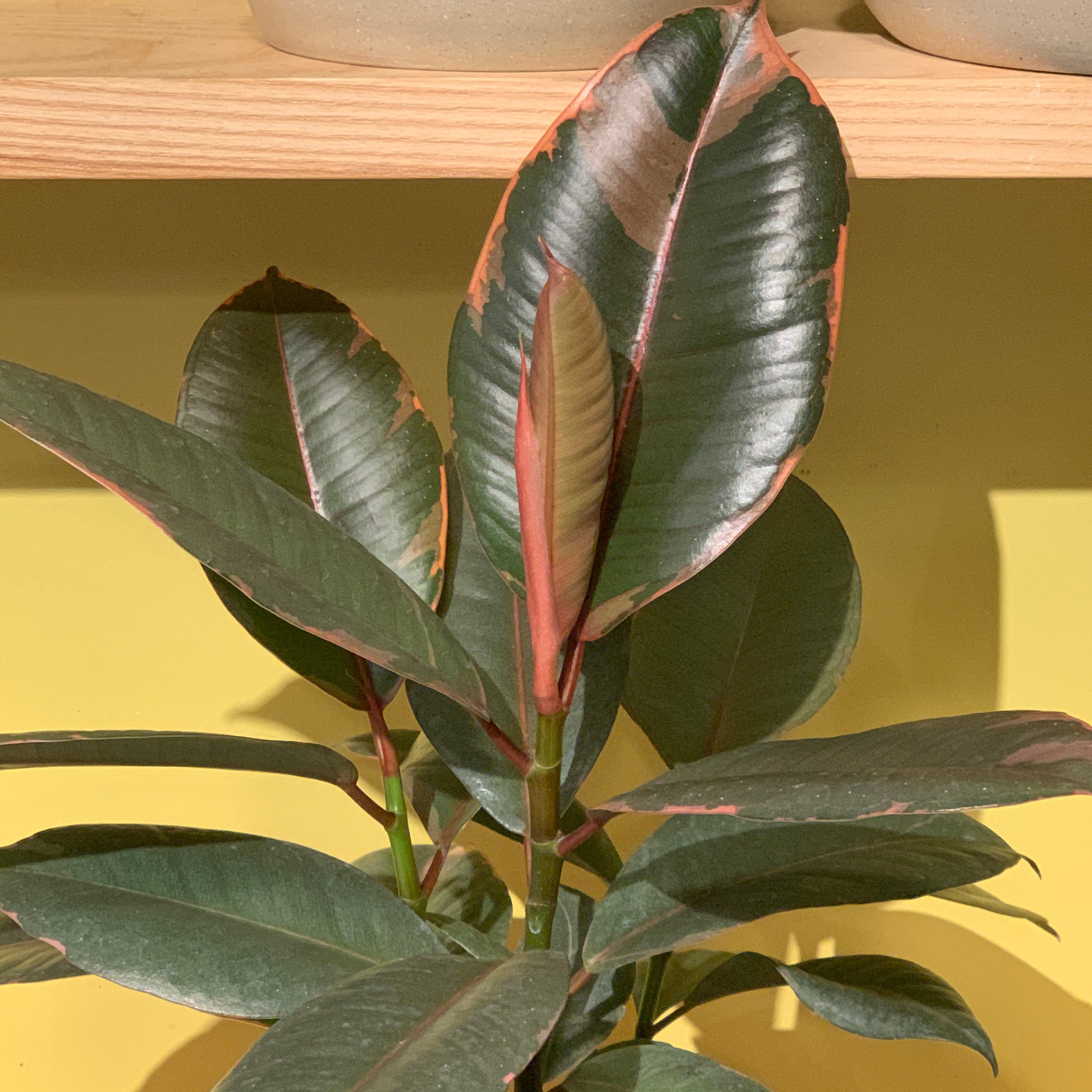 Ficus elastica Tineke Ruby - Variegated Rubber Tree | Tend Greenpoint