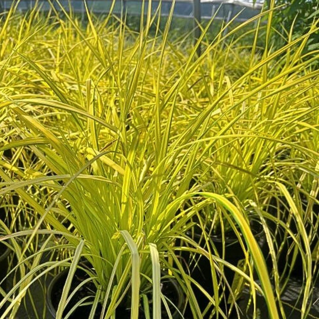 Carex elata Aurea - Bowles Golden Sedge | Tend Greenpoint