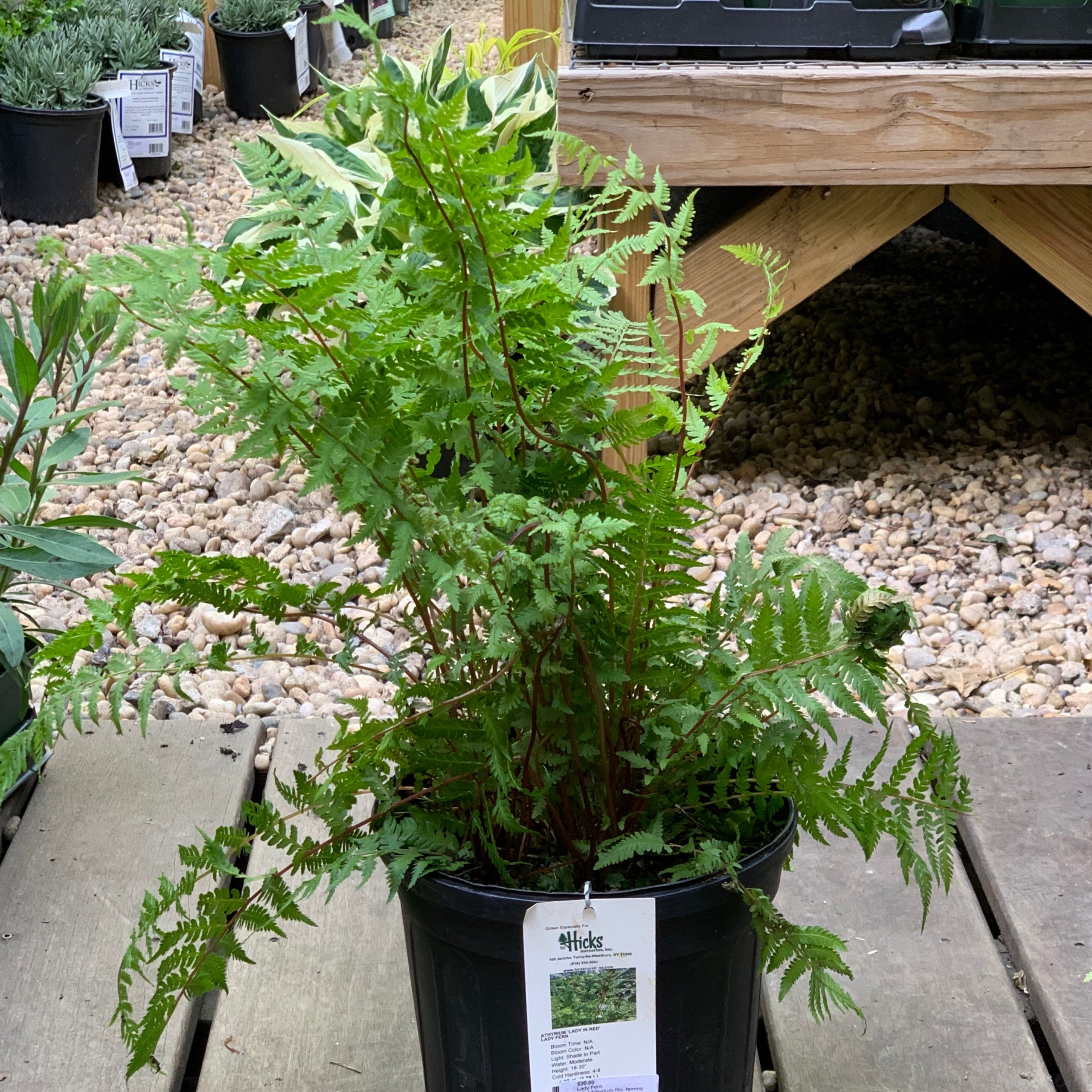 Athyrium filix-femina Lady in Red - Lady Fern | Tend Greenpoint