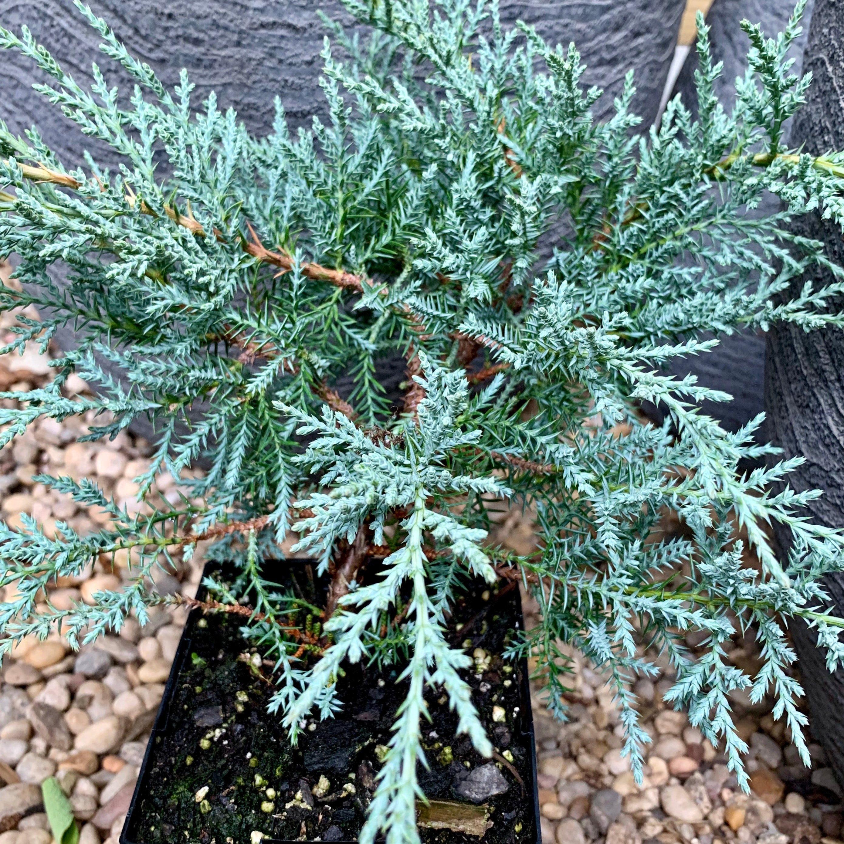Juniperus chinensis Angelica Blue - Juniper | Tend Greenpoint