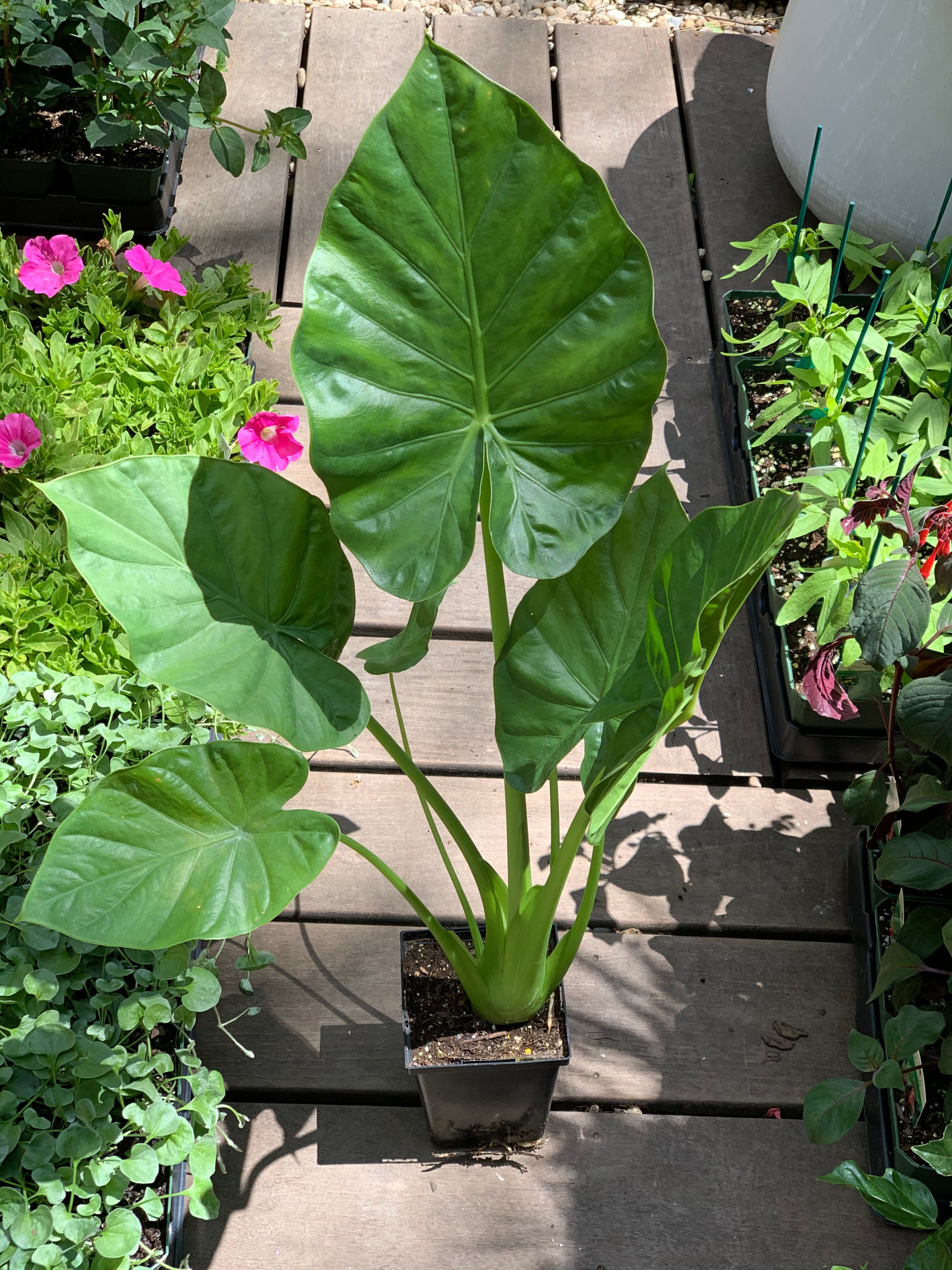 Alocasia Calidora | Tend Greenpoint