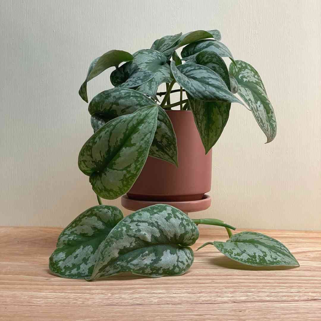 Scindapsus pictus Exotica - Silver Pothos | Tend Greenpoint