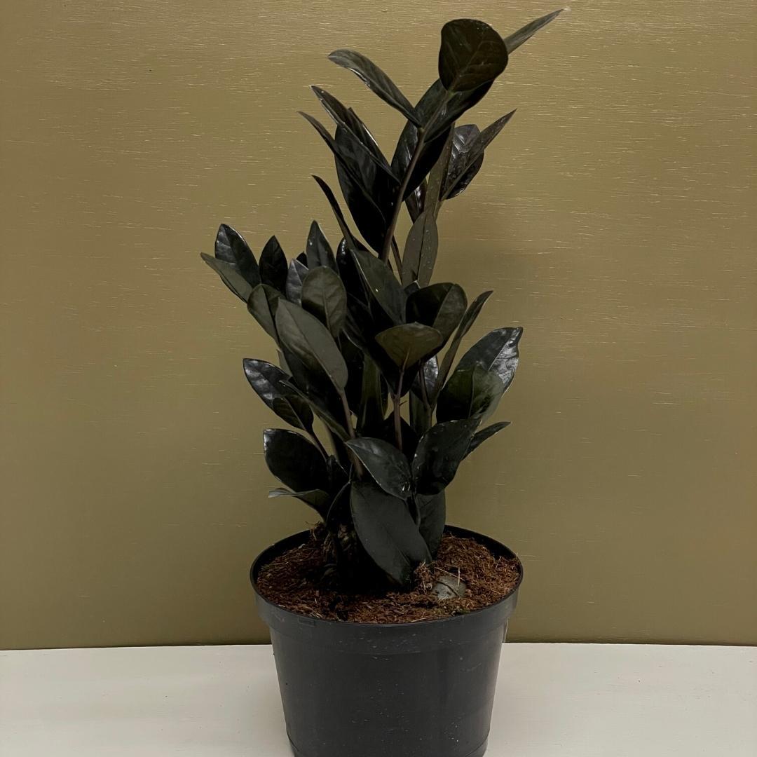 Zamioculcas zamiifolia Raven ZZ | Tend Greenpoint