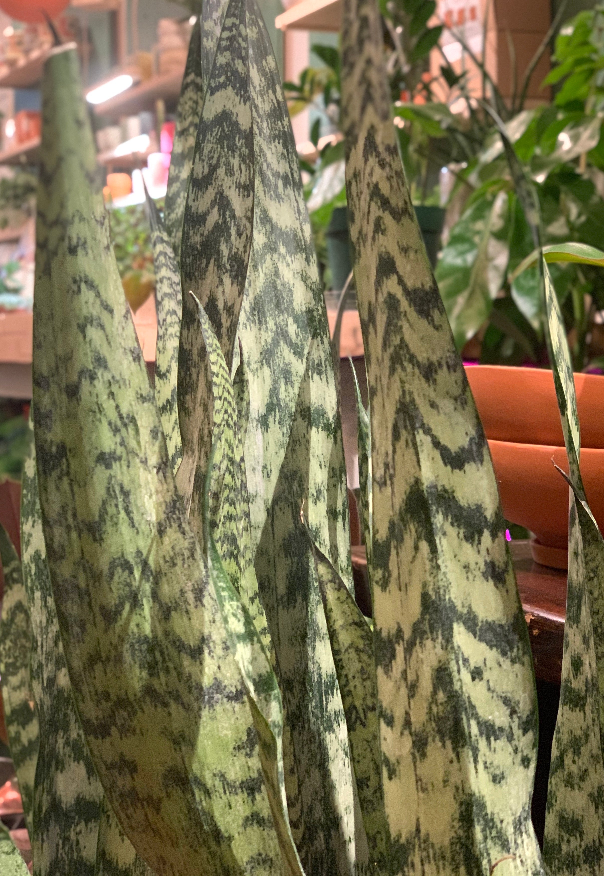 Sansevieria trifasciata Zeylanica - Snake Plant | Tend Greenpoint