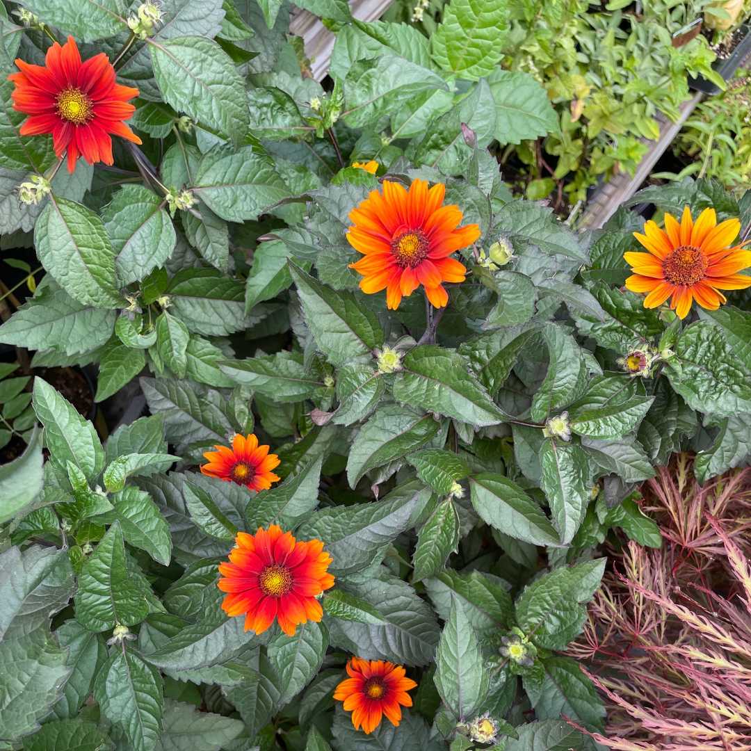 Heliopsis helianthoides var. scabra Bleeding Hearts - False Sunflower ...