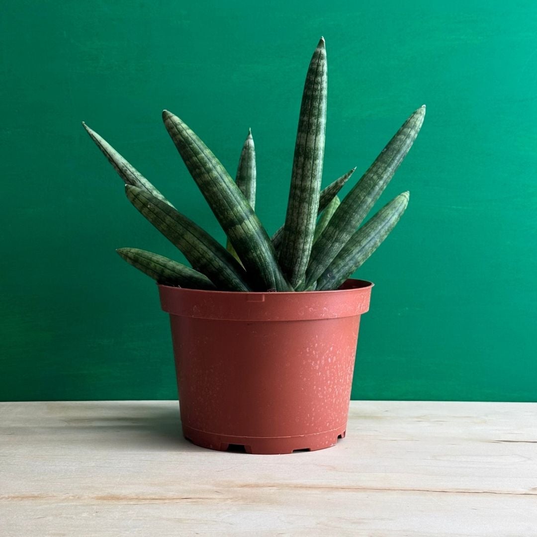 Sansevieria cylindrica Boncel Starfish - Snake Plant | Tend Greenpoint