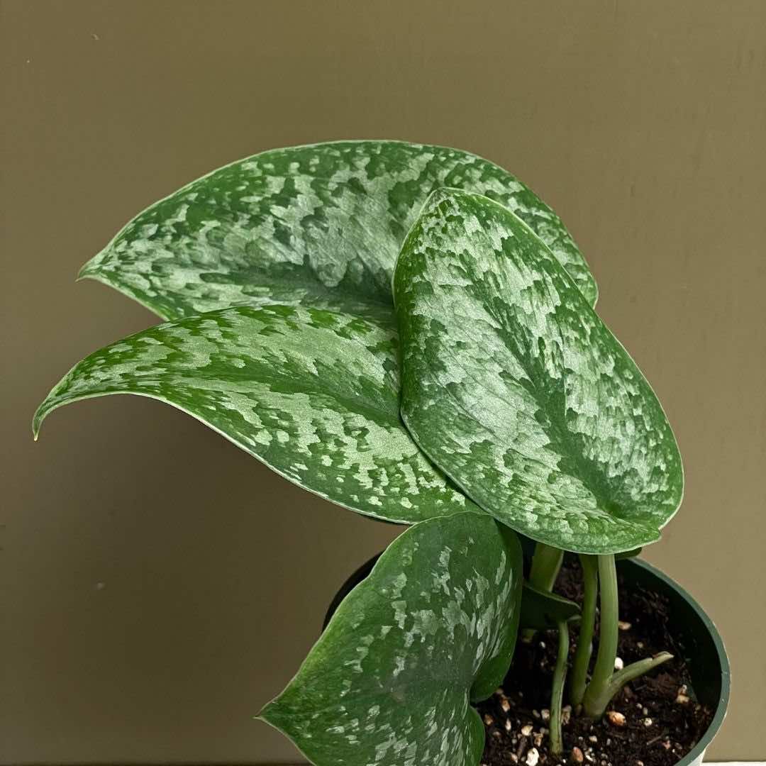 Scindapsus pictus Silver Splash Silver Pothos | Tend Greenpoint