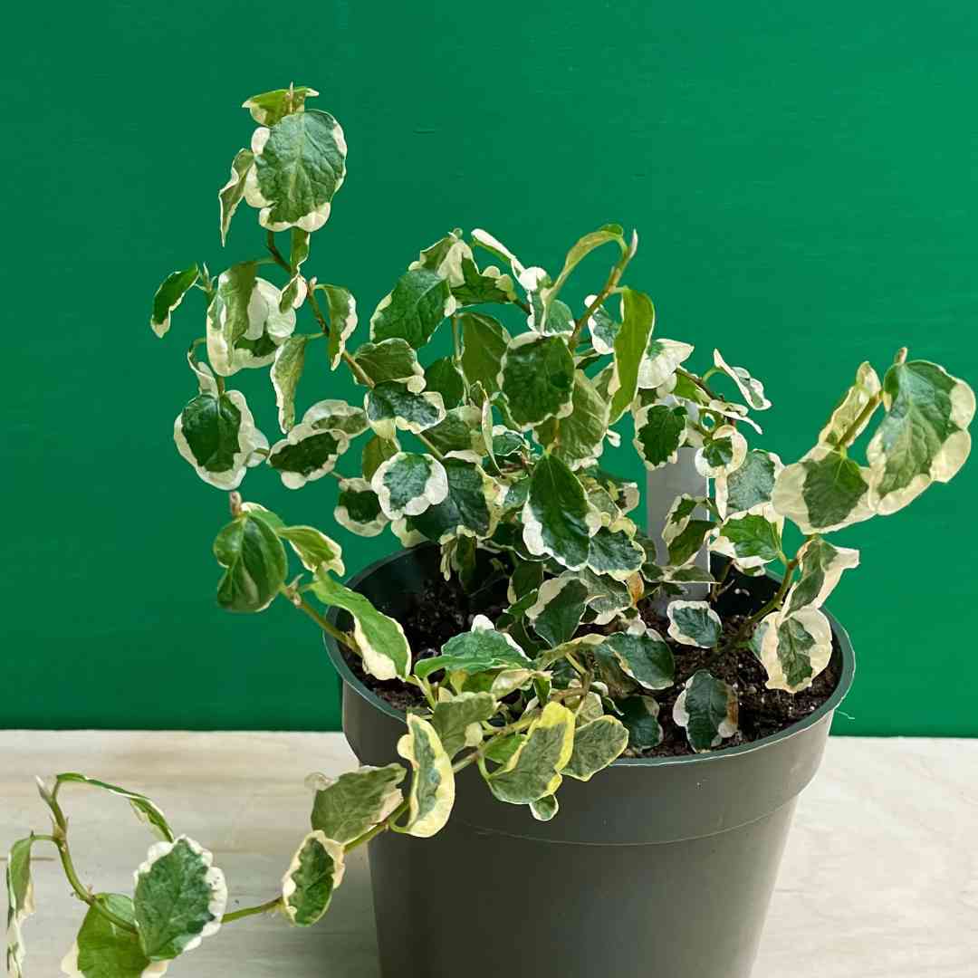 Ficus pumila Variegated - Creeping Fig | Tend Greenpoint