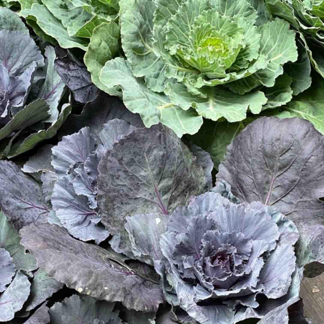 Kale/Cabbage - Decorative | Tend Greenpoint