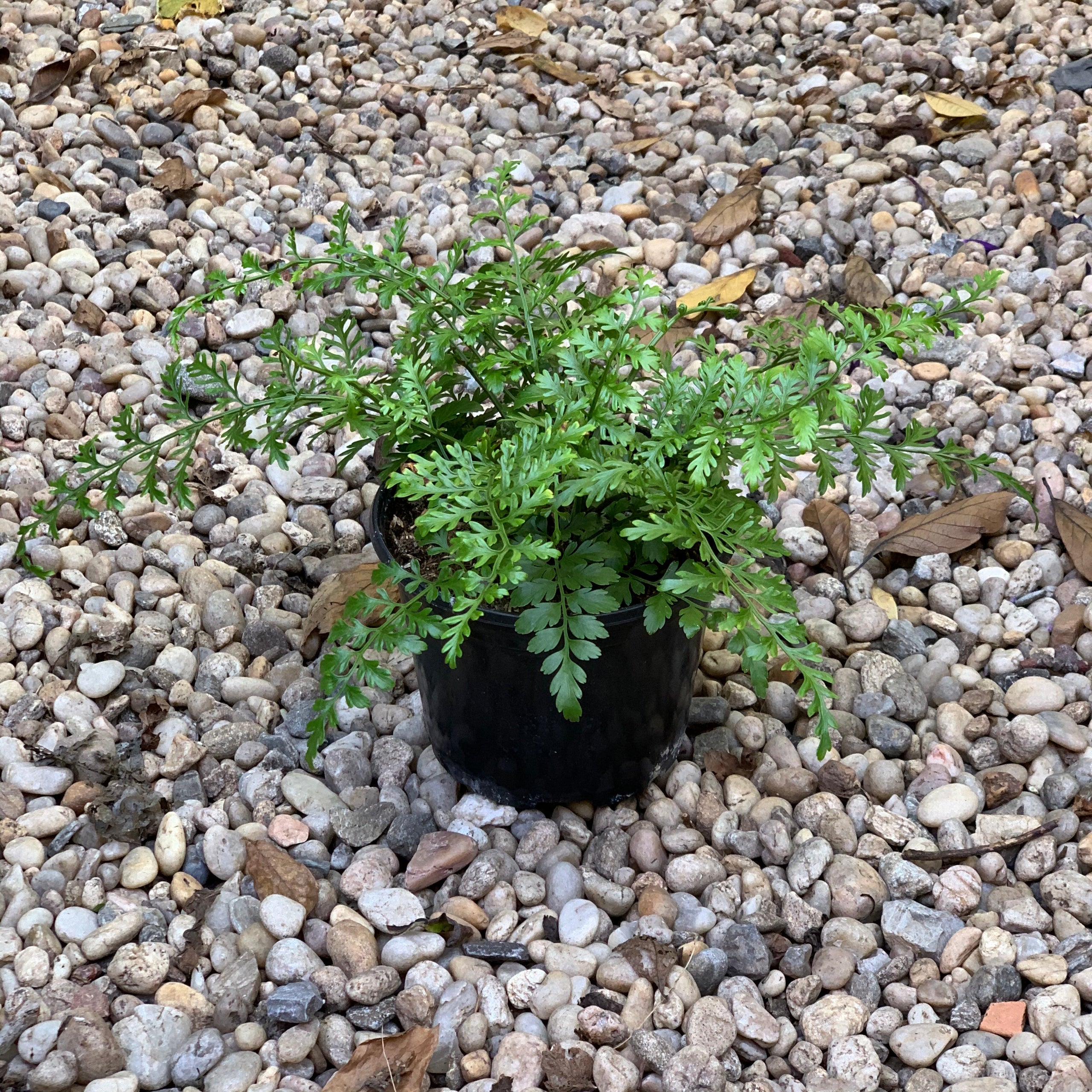 Asplenium dimorphum | Tend Greenpoint