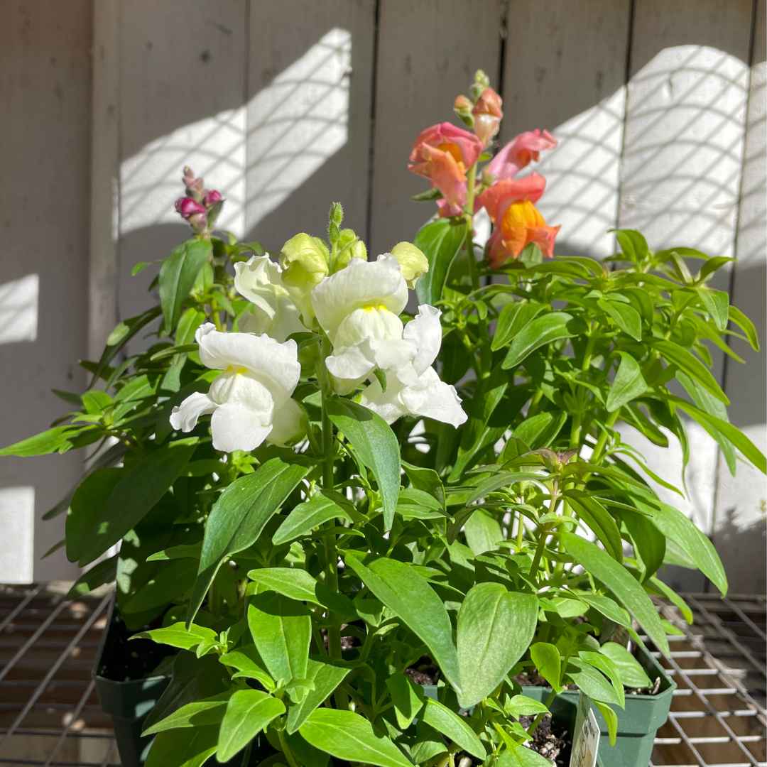 Snapdragons - Snaptini Mix | Tend Greenpoint