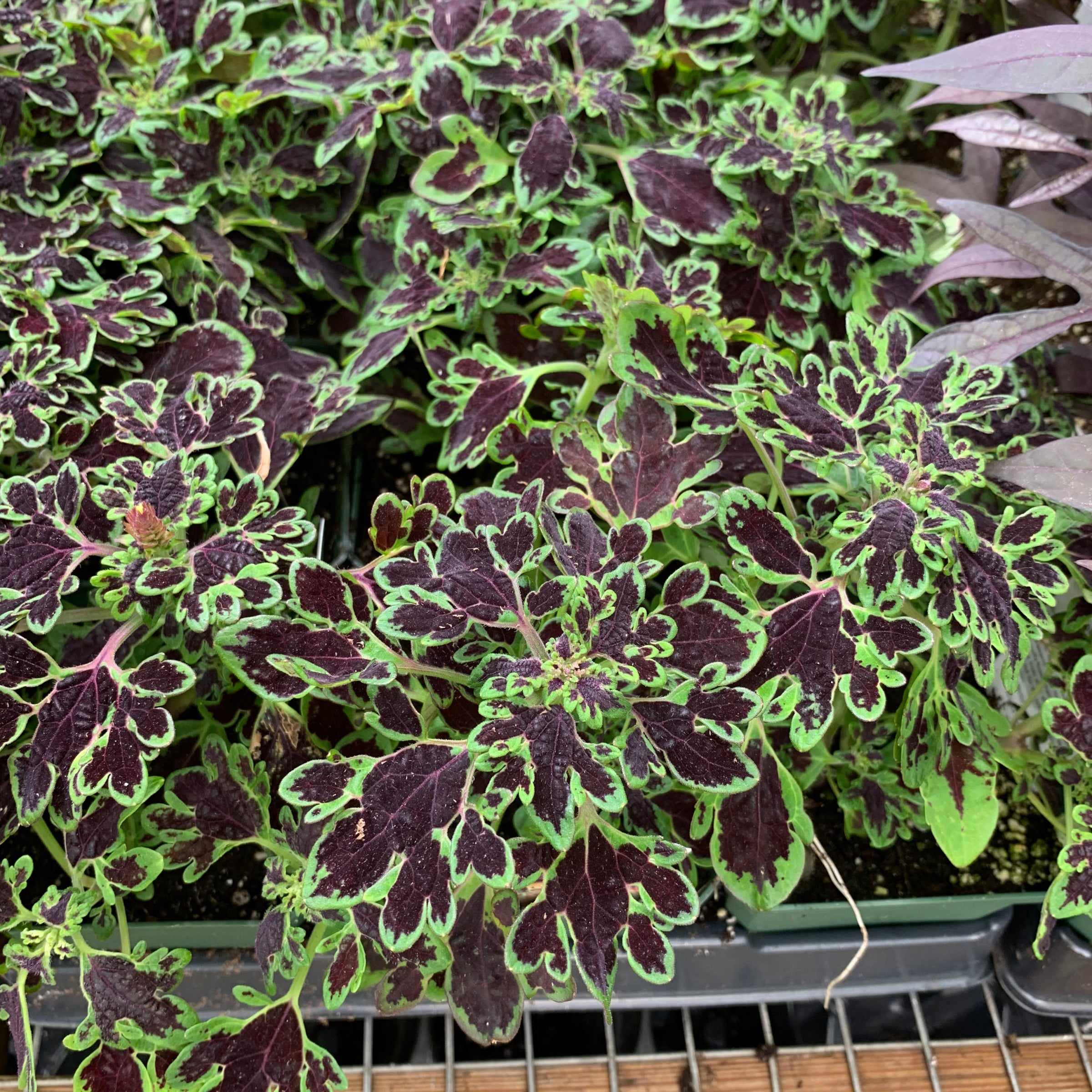 Coleus - Trailing Varieties | Tend Greenpoint