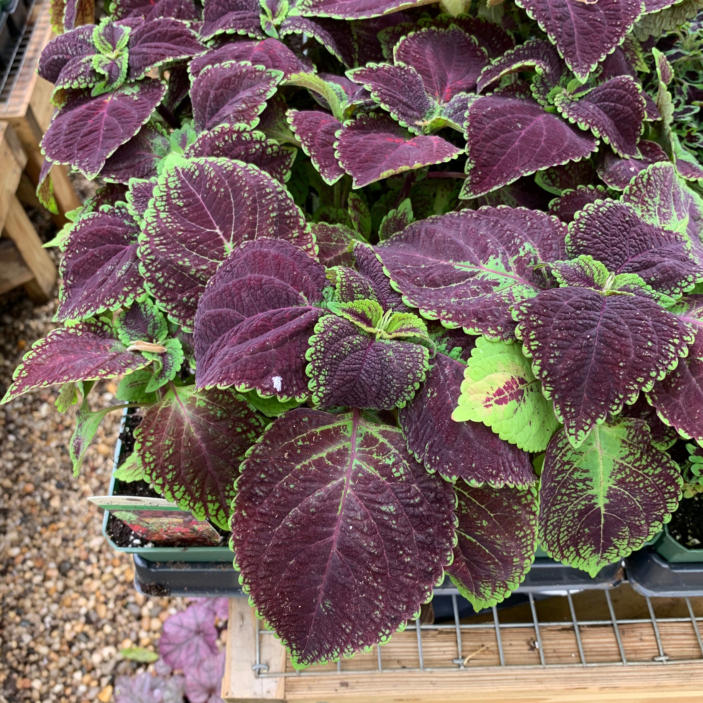 Coleus - Trailing Varieties | Tend Greenpoint