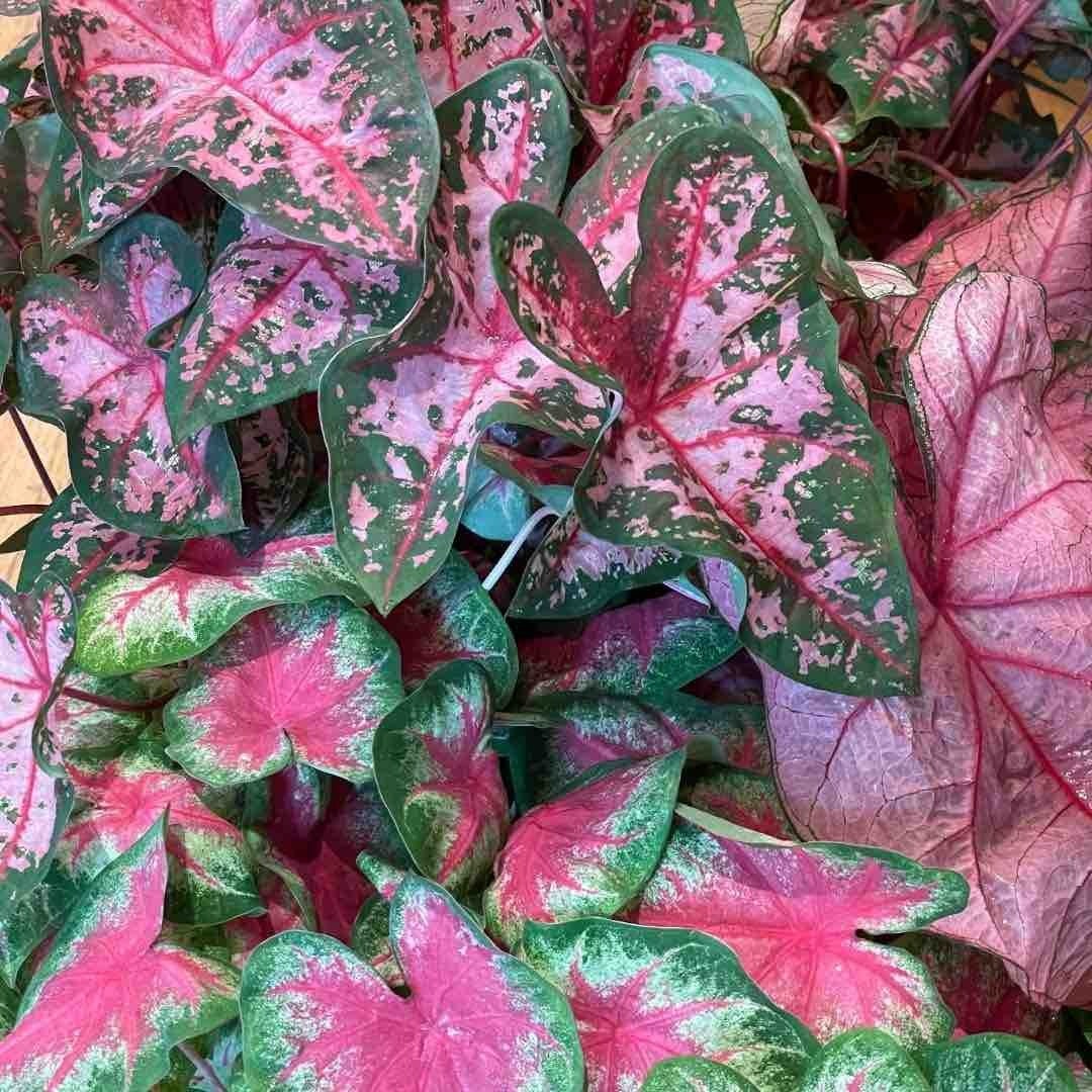 Caladium Pink Varieties | Tend Greenpoint