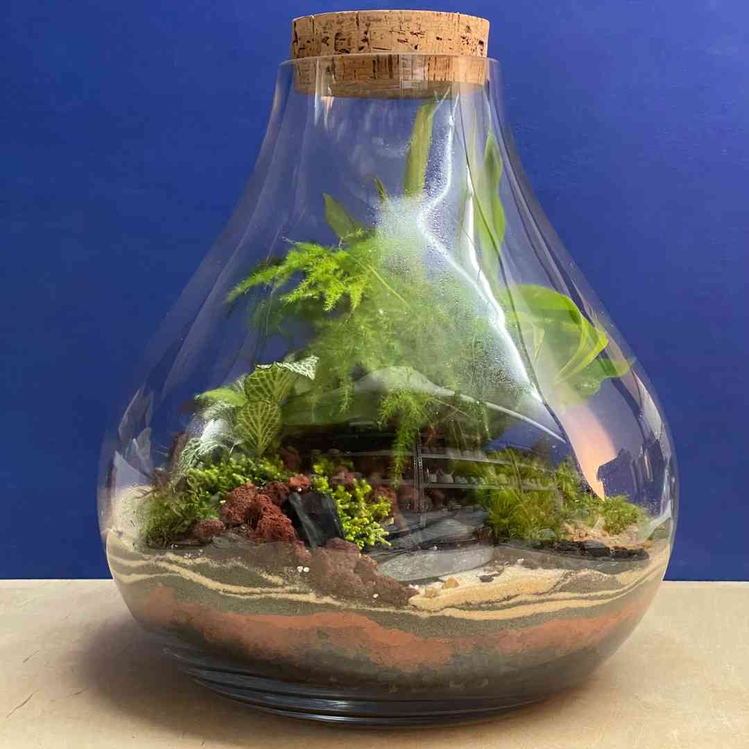 Terrart Sensation Terrarium | Tend Greenpoint