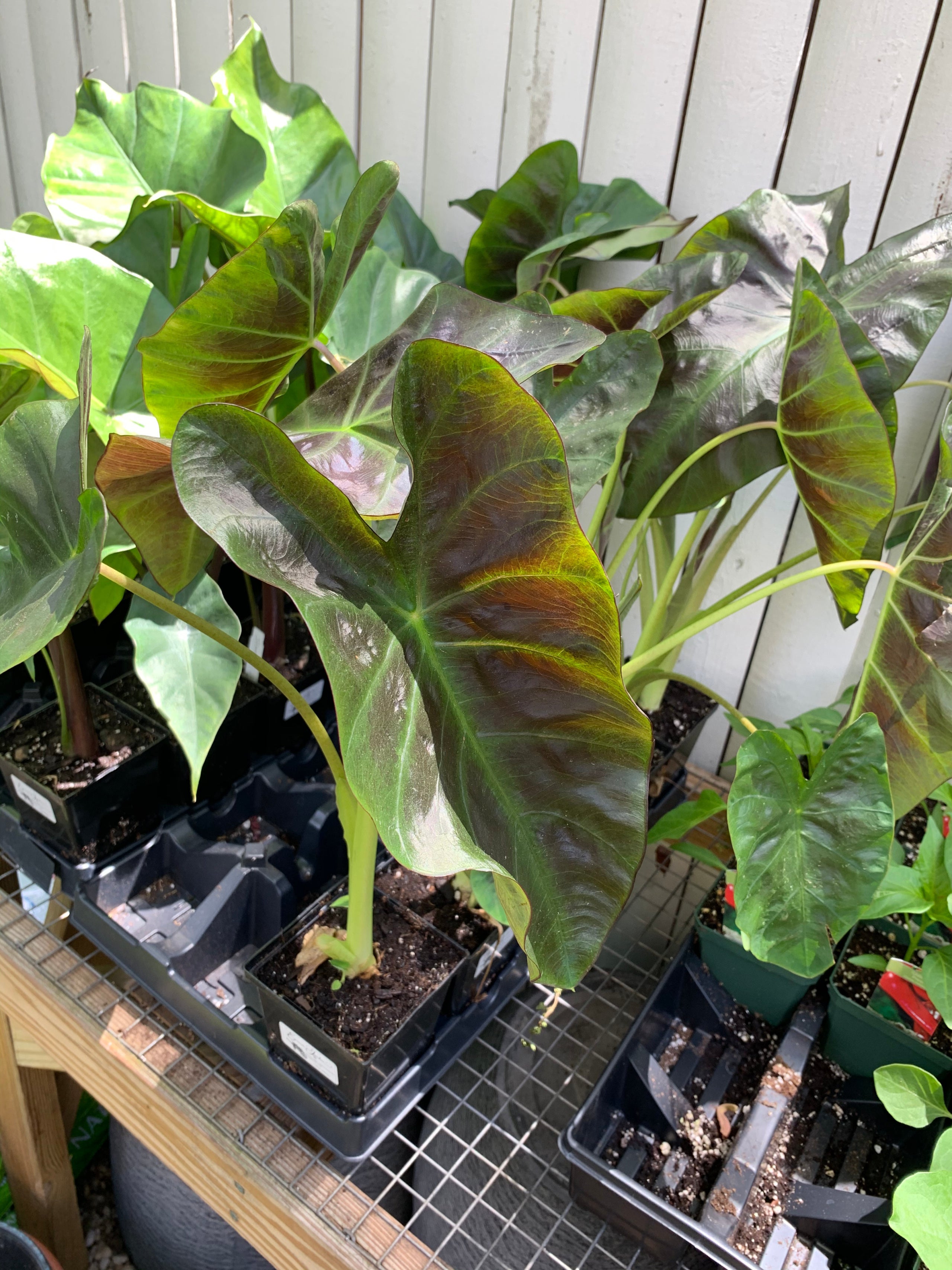 Colocasia Illustris | Tend Greenpoint