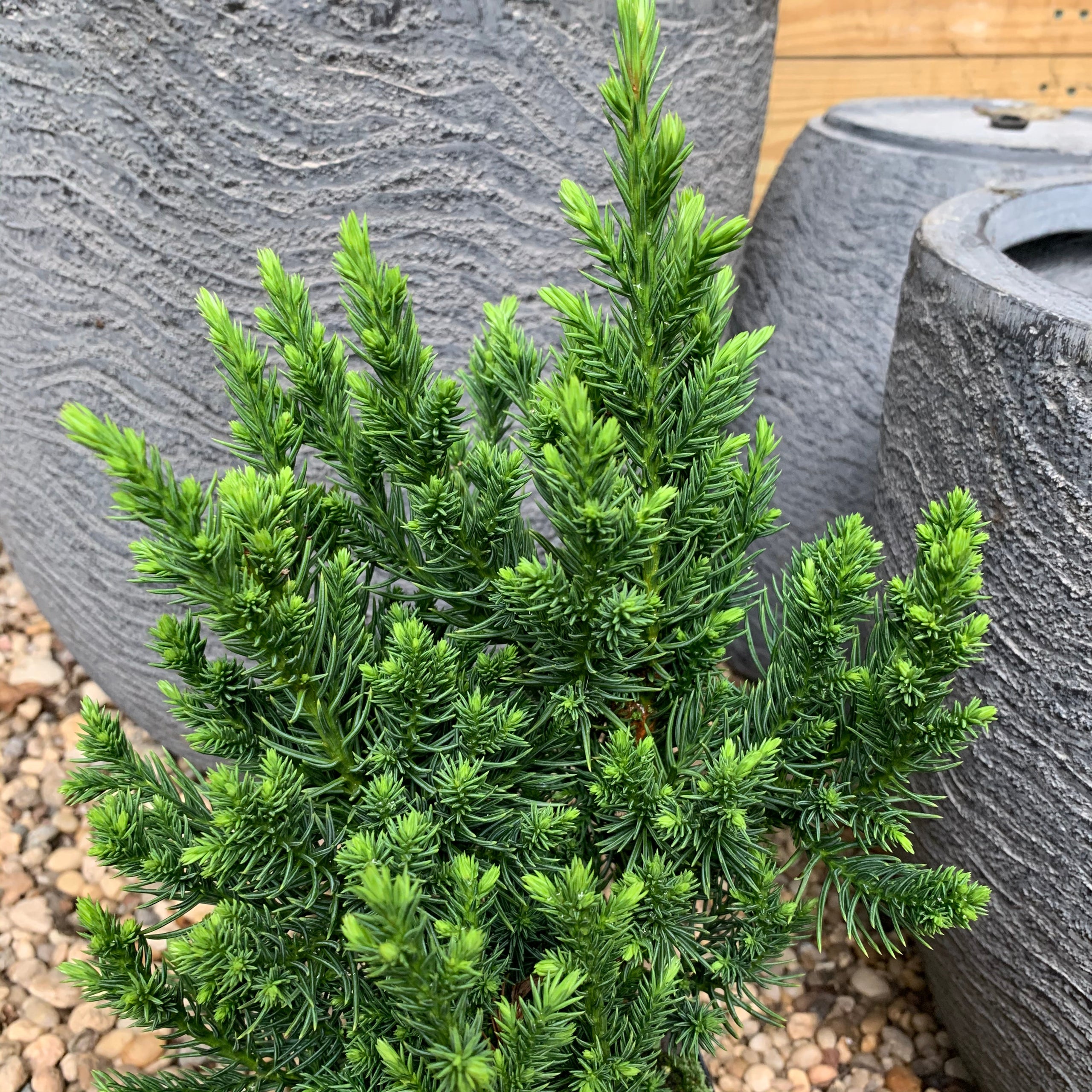 Cryptomeria Japonica Black Dragon