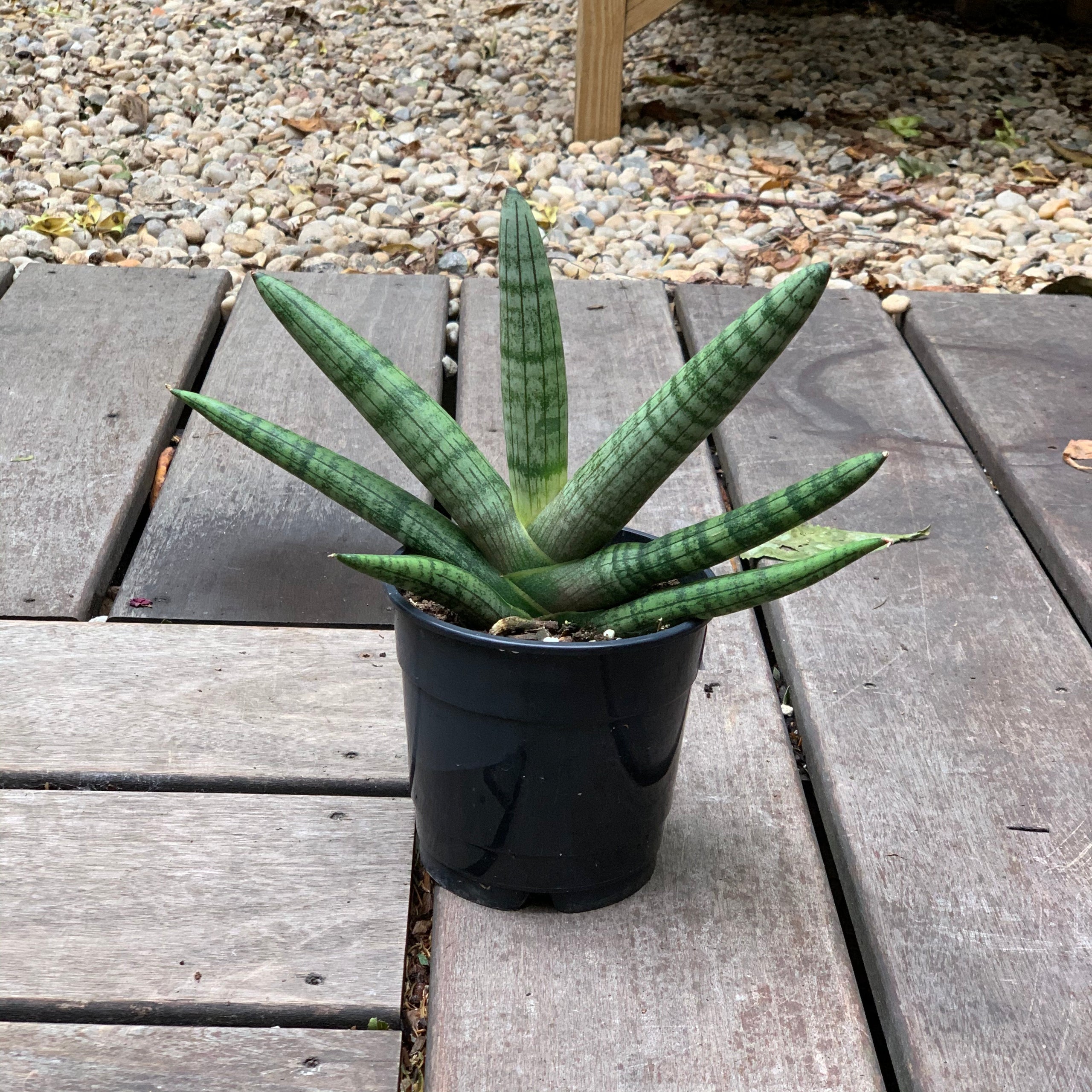 Sansevieria cylindrica Boncel Starfish | Tend Greenpoint