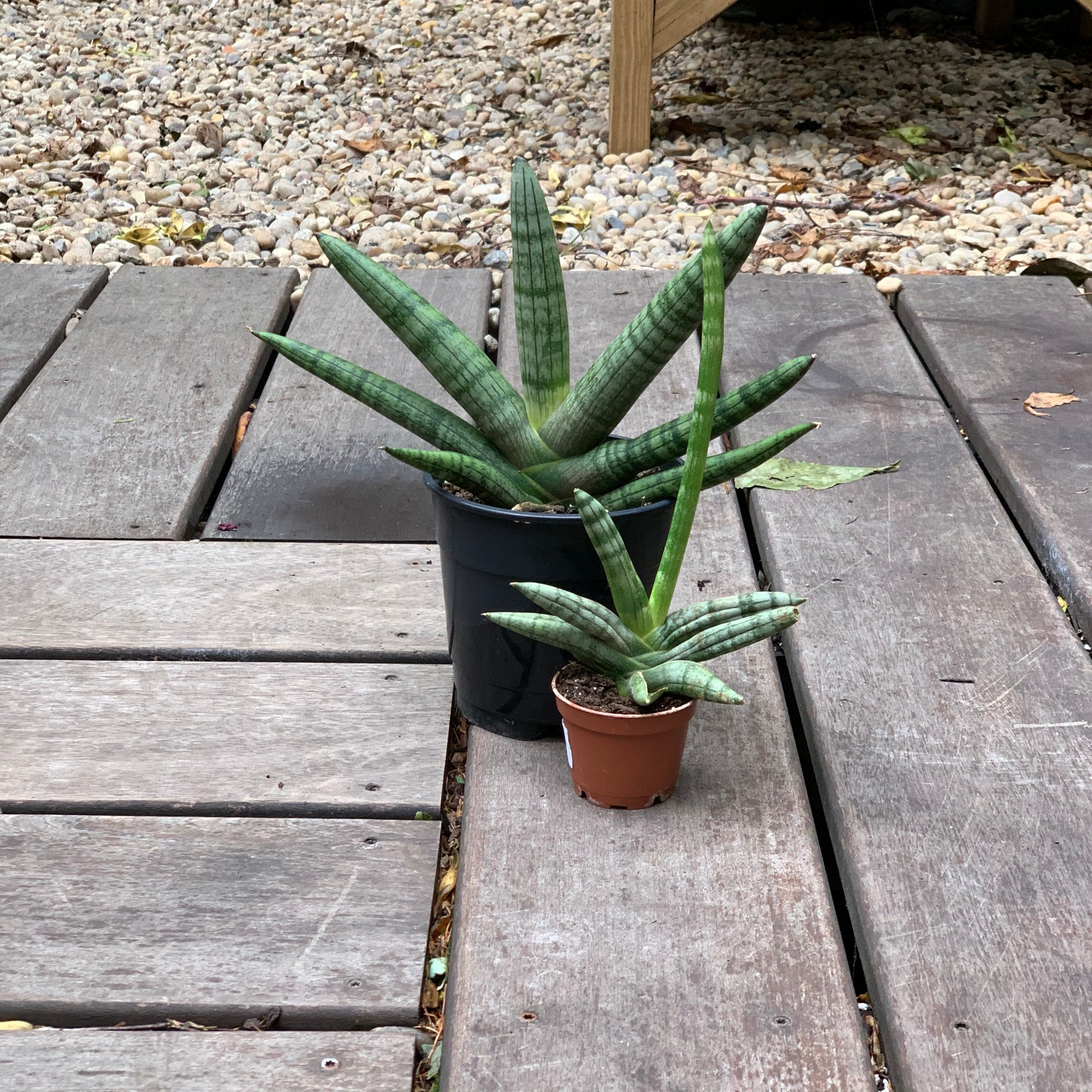 Sansevieria cylindrica Boncel Starfish | Tend Greenpoint