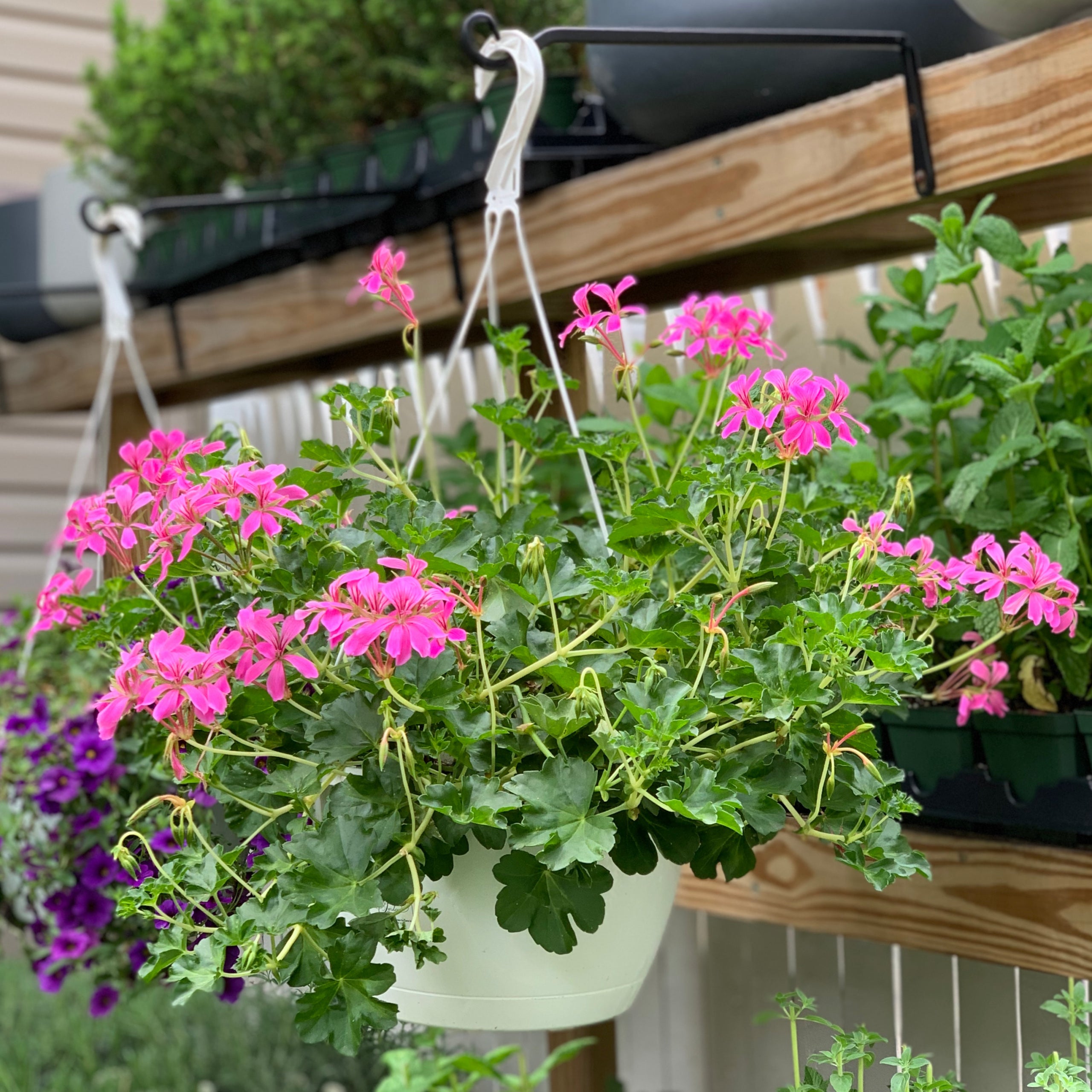 Geranium Ivy - Hanging | Tend Greenpoint