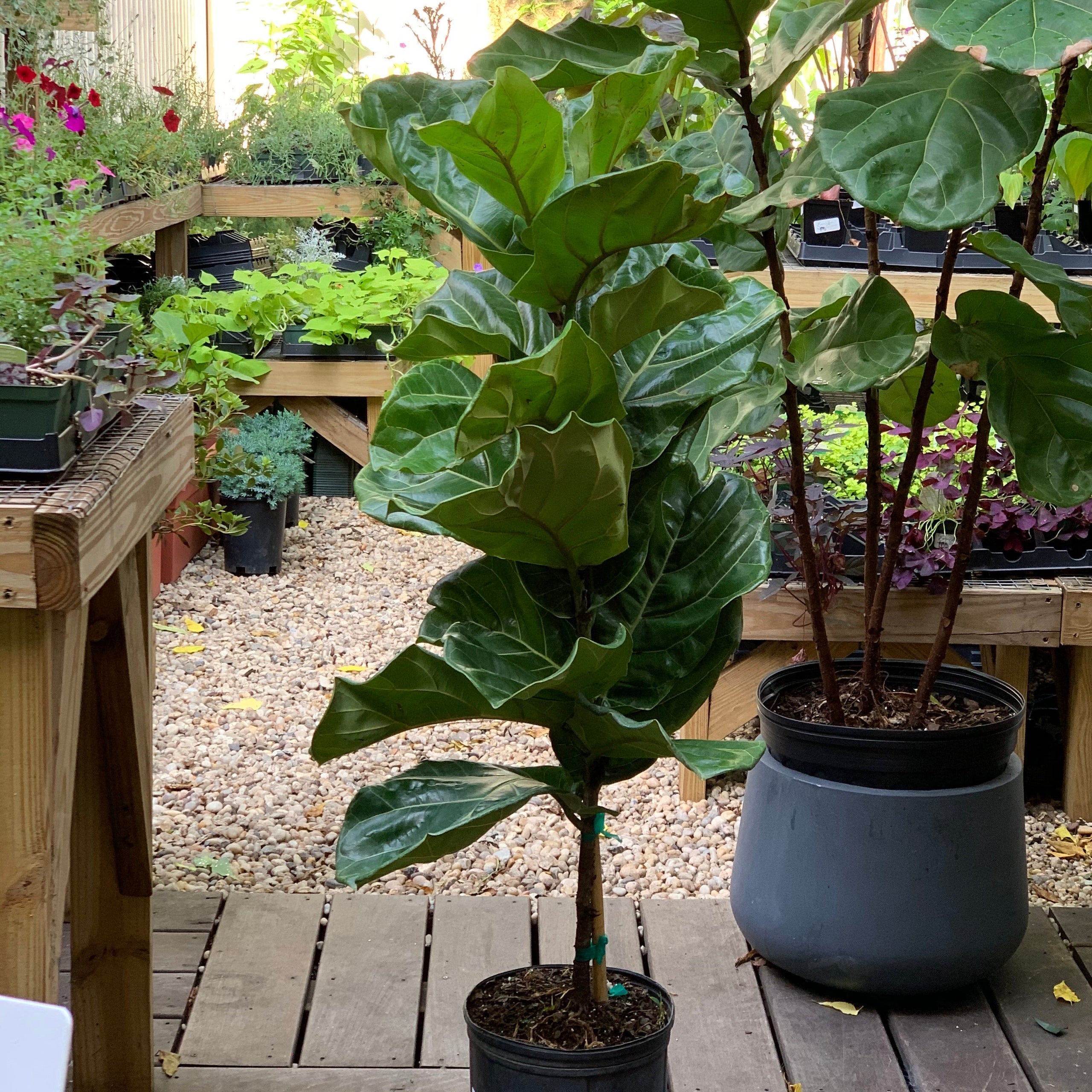 Gardening Ficus Standard | Fasci Garden