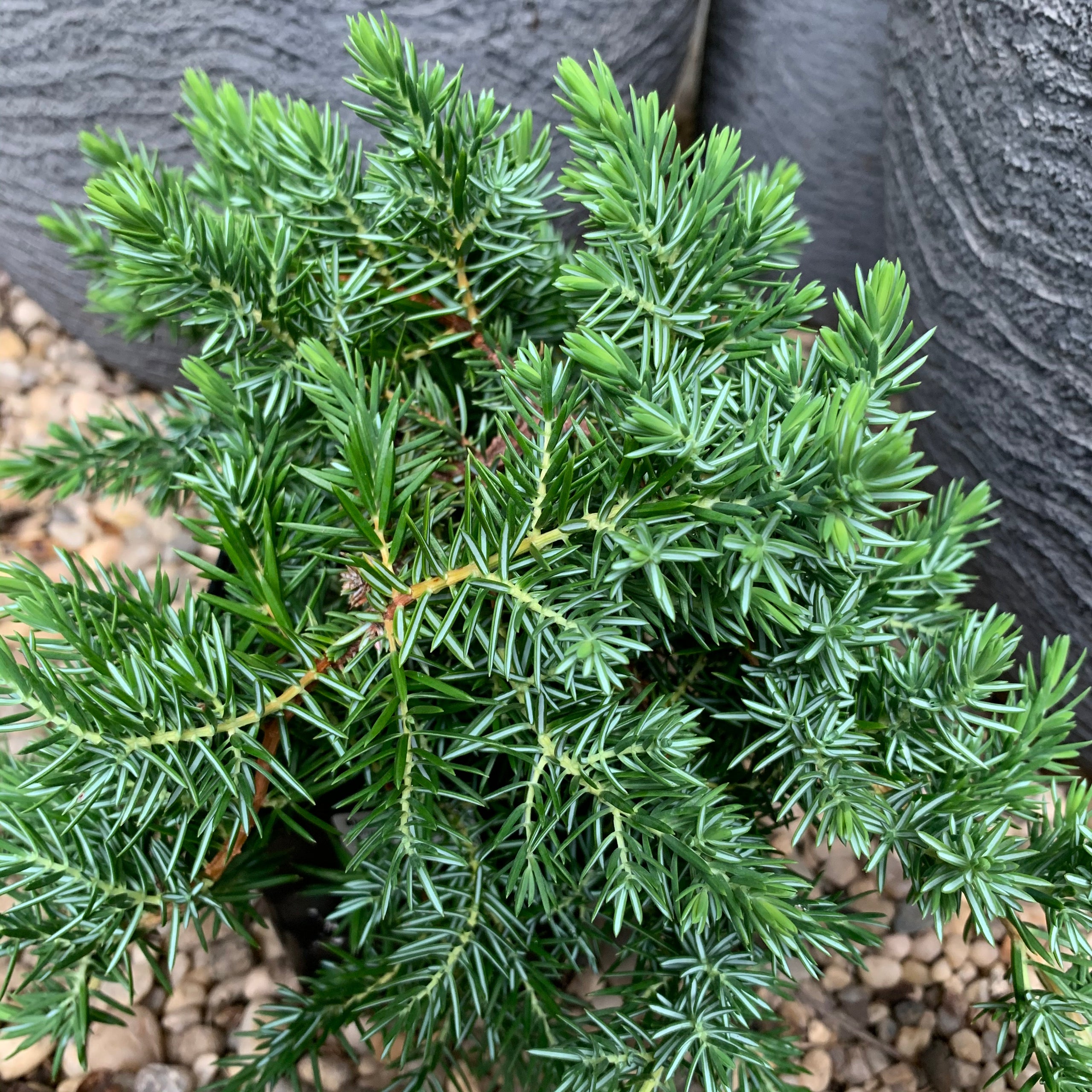 Juniperus Conferta
